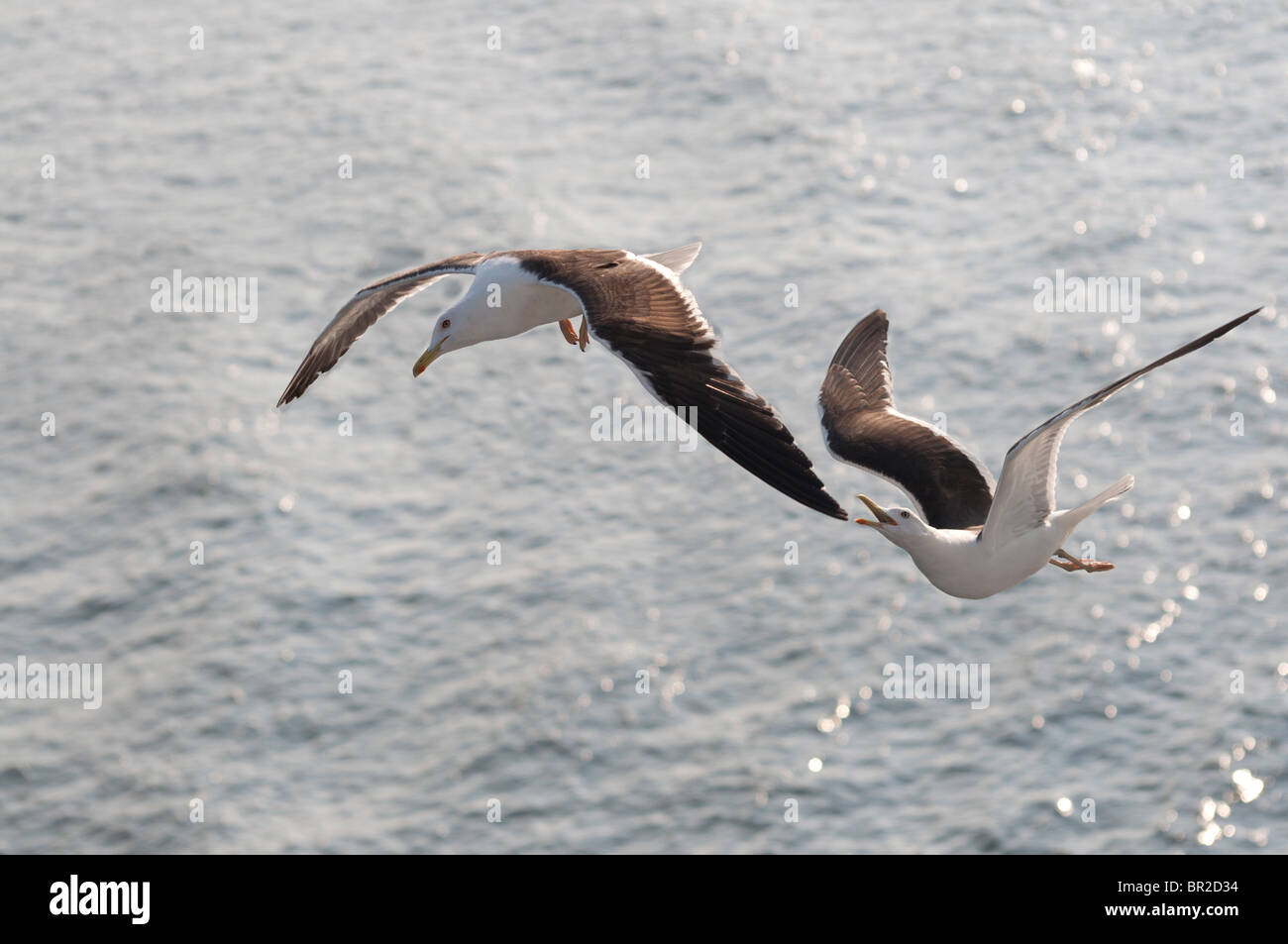 Two seagulls fighting in flight Stock Photo - Alamy