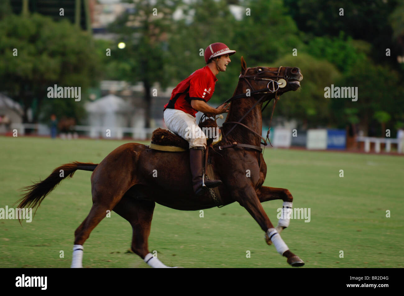 Pato Argentina Horse High Resolution Stock Photography and Images - Alamy