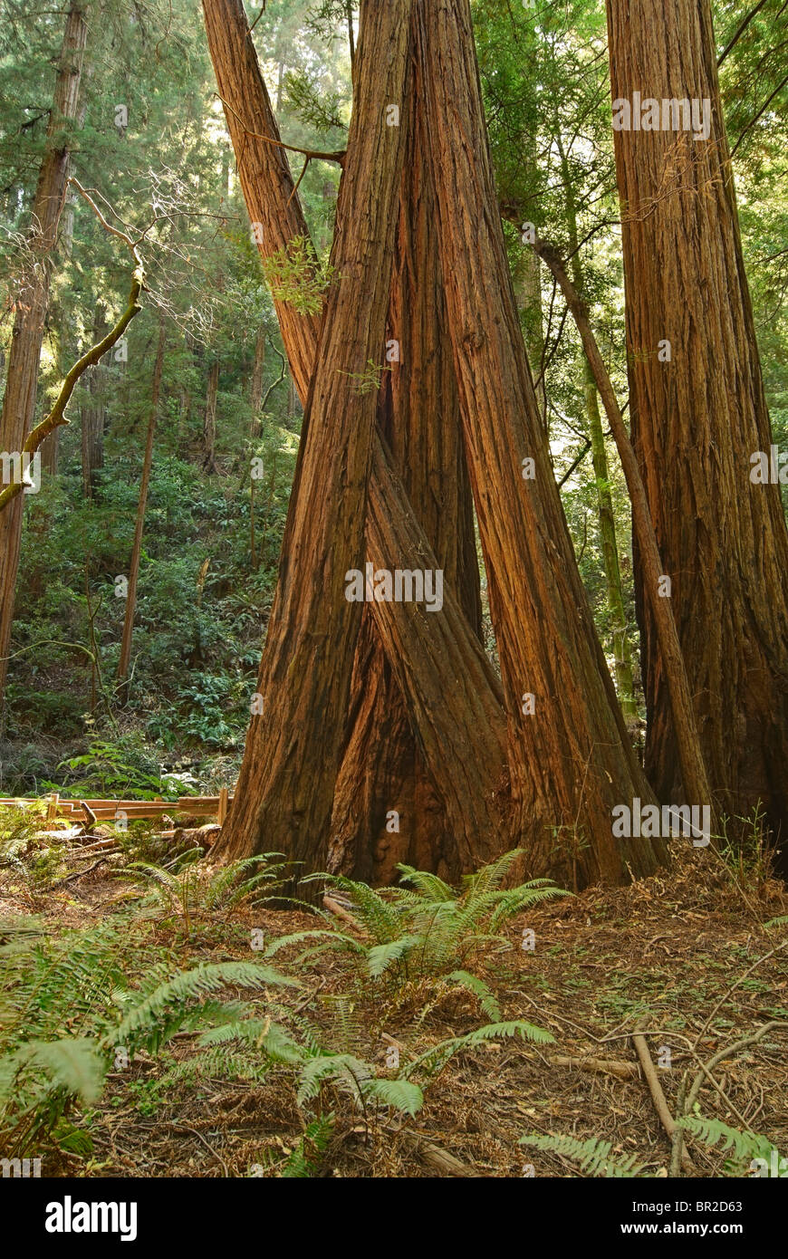 Redwood Forest of Muir Woods National Monument Stock Photo - Alamy