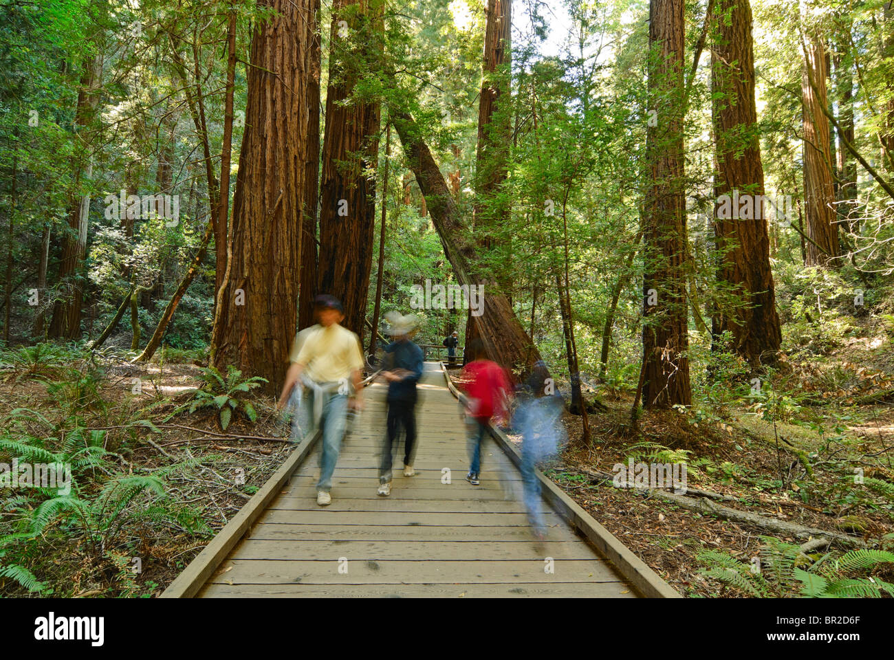 Redwood Forest of Muir Woods National Monument Stock Photo - Alamy