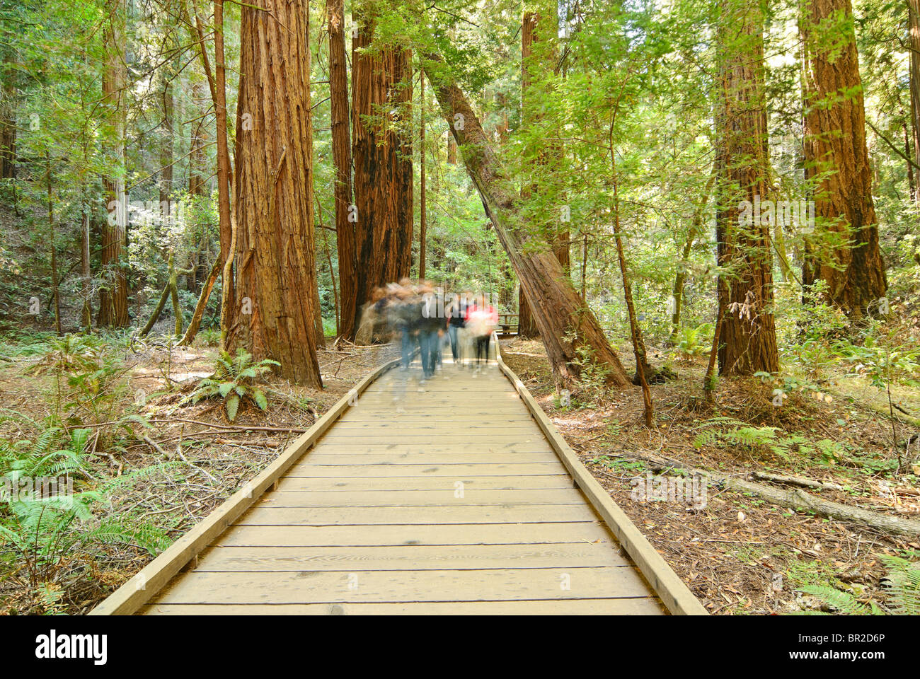 Redwood Forest of Muir Woods National Monument Stock Photo - Alamy