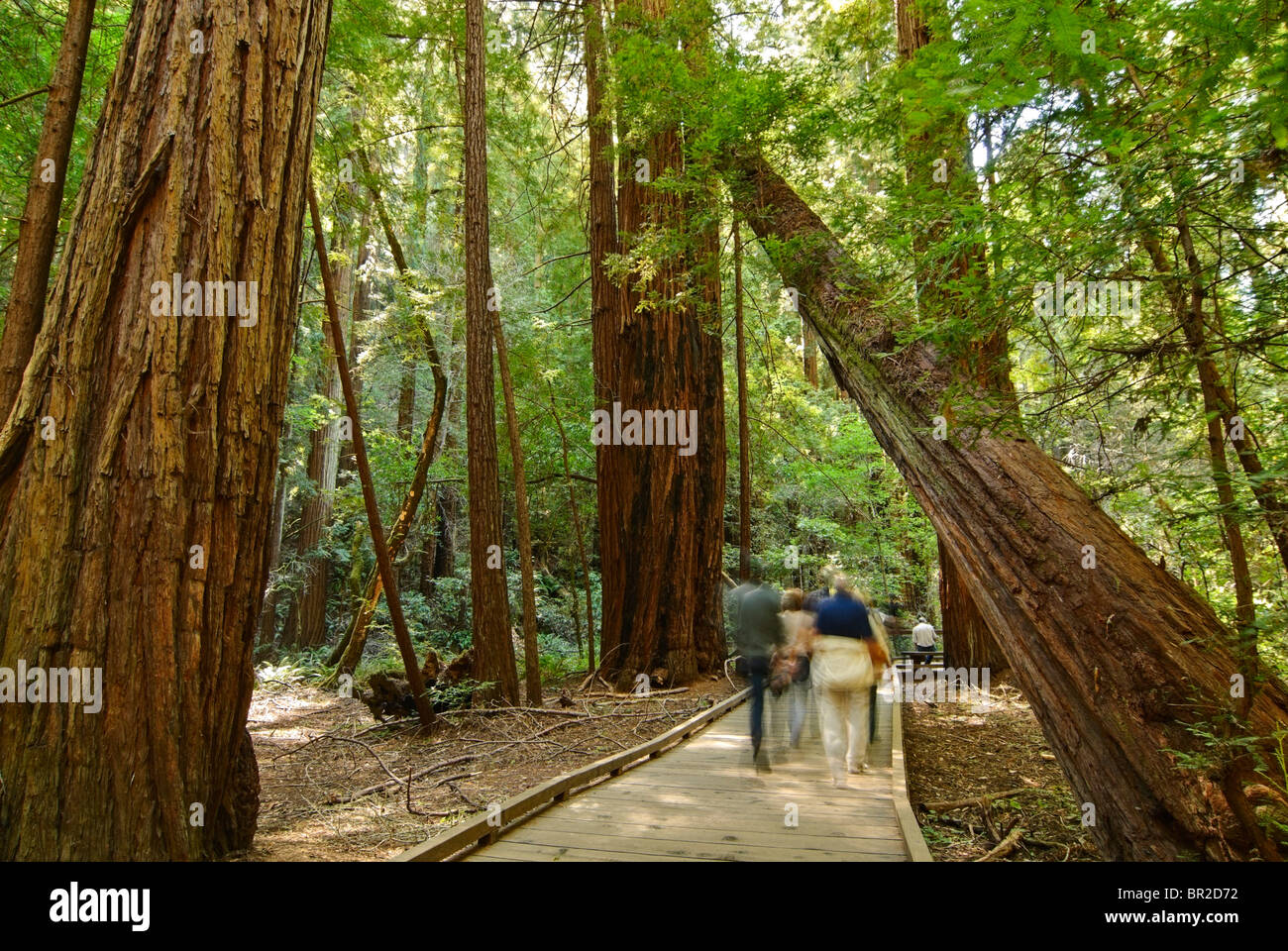Redwood Forest of Muir Woods National Monument Stock Photo - Alamy