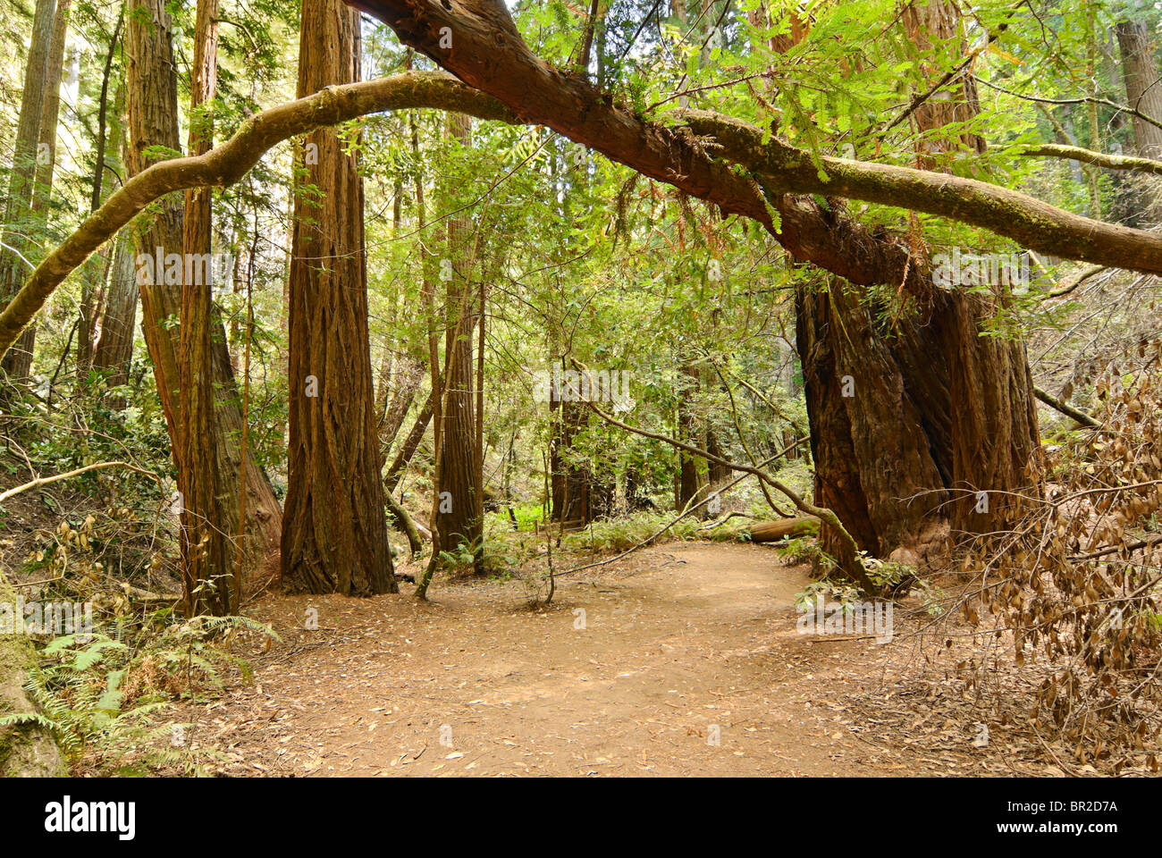Redwood Forest of Muir Woods National Monument Stock Photo - Alamy