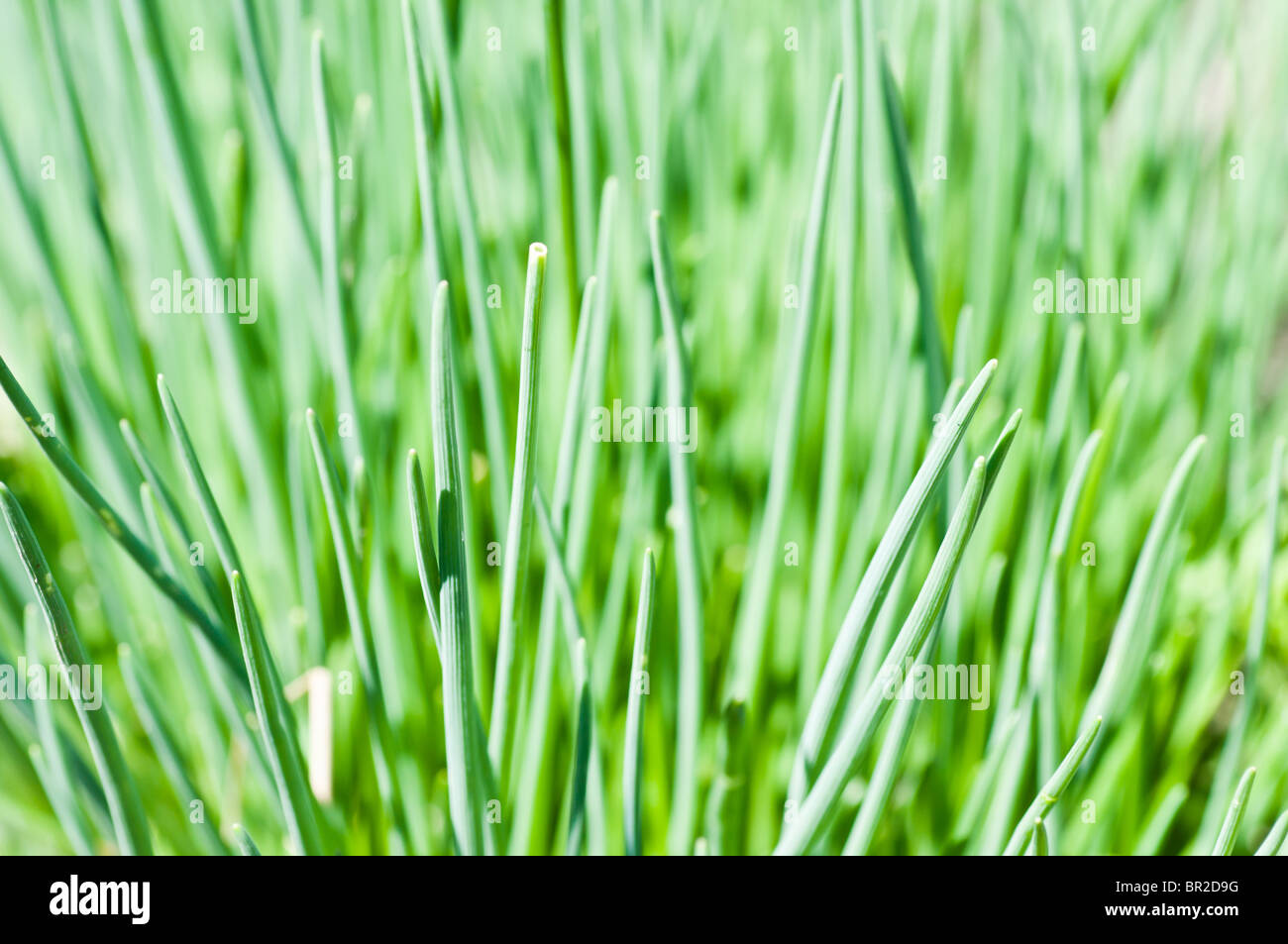 Long meadow grass hi-res stock photography and images - Alamy