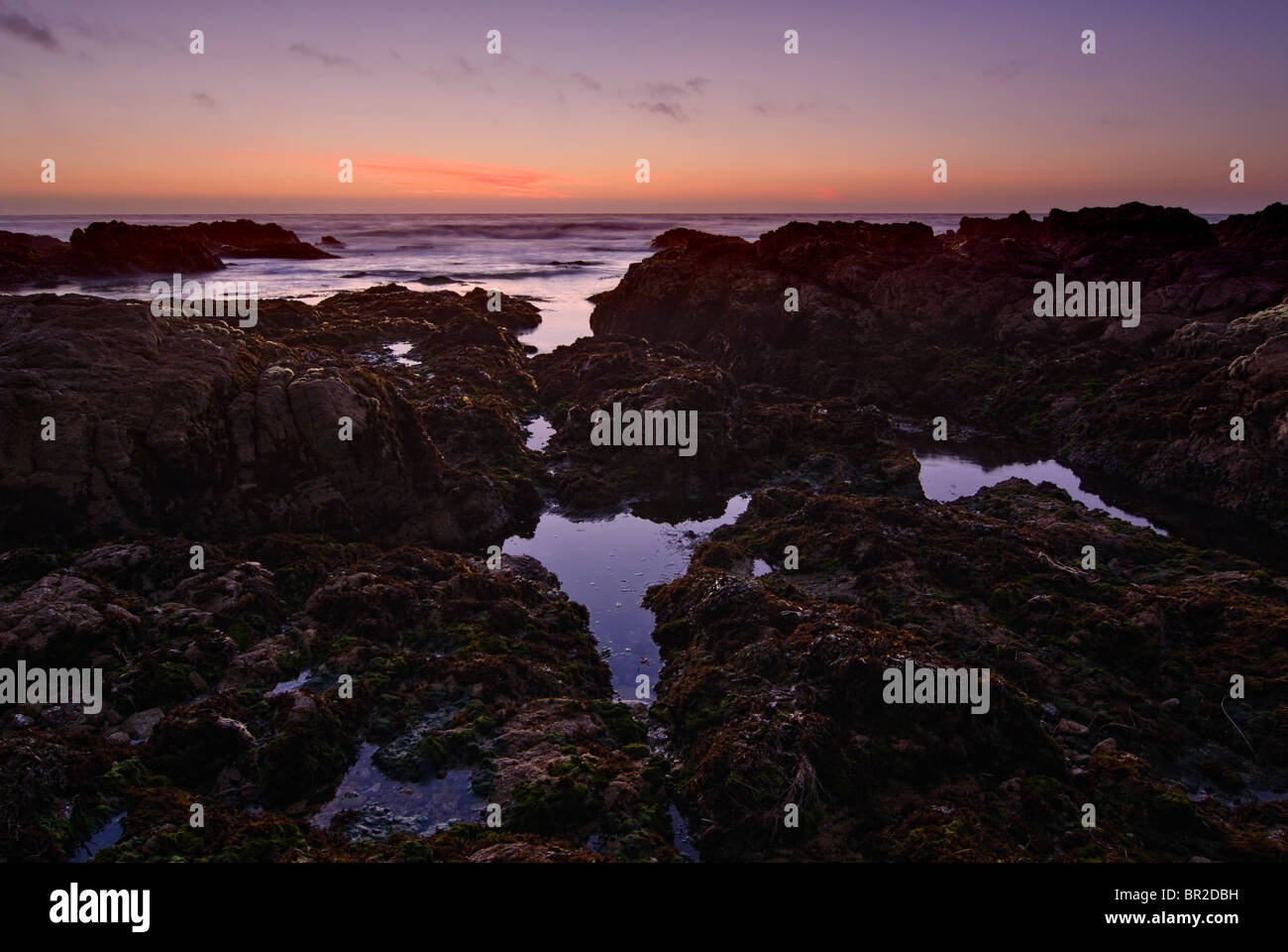 Rocky Asilomar Beach in Monterey Bay at sunset Stock Photo - Alamy