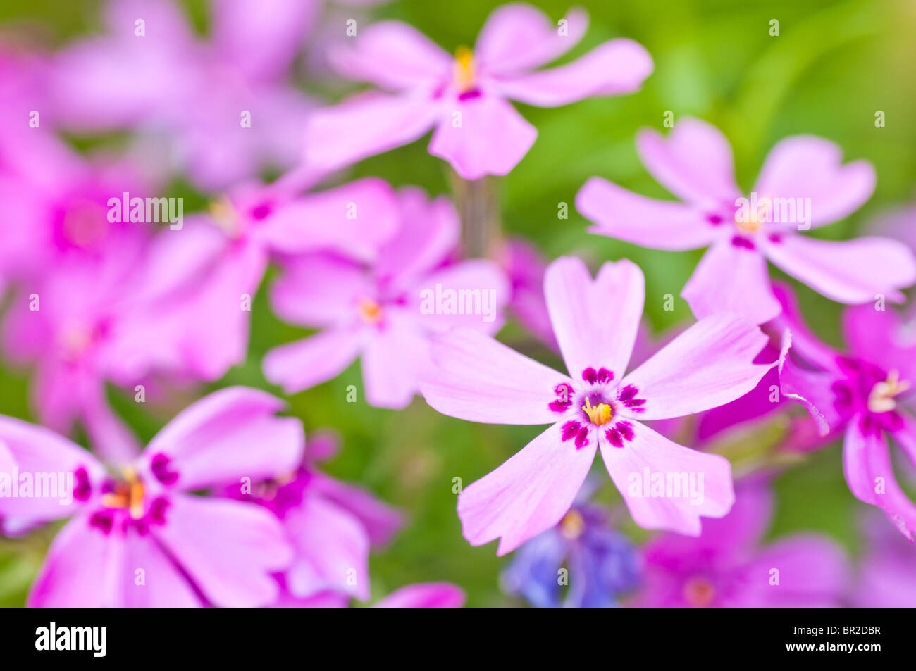 Subulata plant hi-res stock photography and images - Alamy