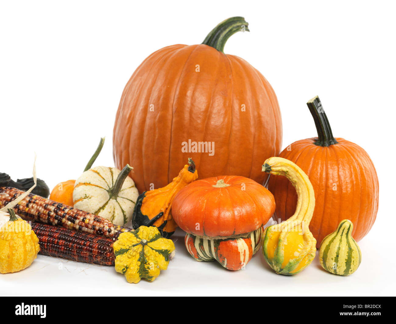 Pumpkins and gourds still life isolated on white background Stock Photo ...