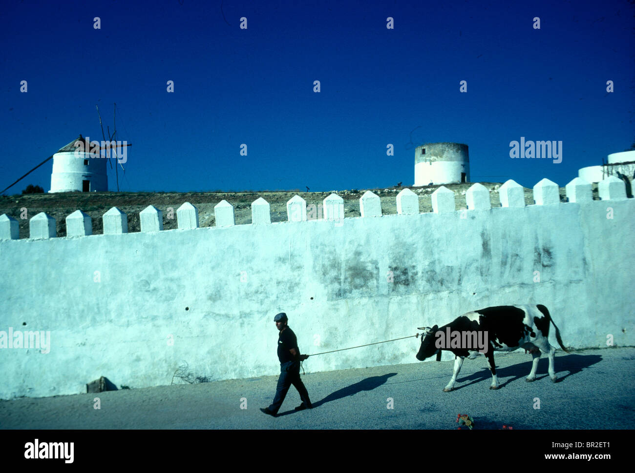 A Spanish farmer leading a cow in Andalusia Stock Photo - Alamy