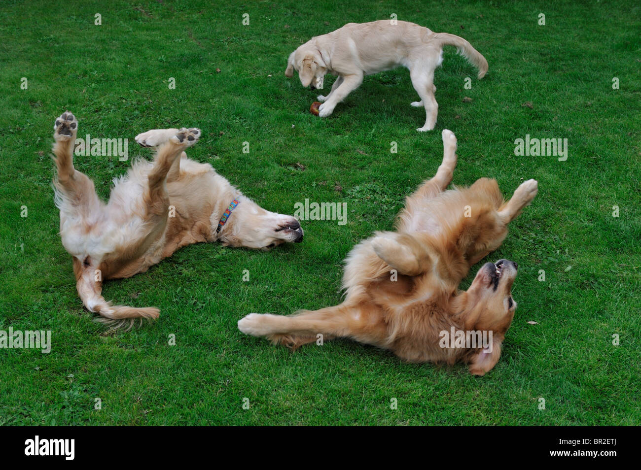 Three golden retrievers, one puppy and two adults, play in a garden ...