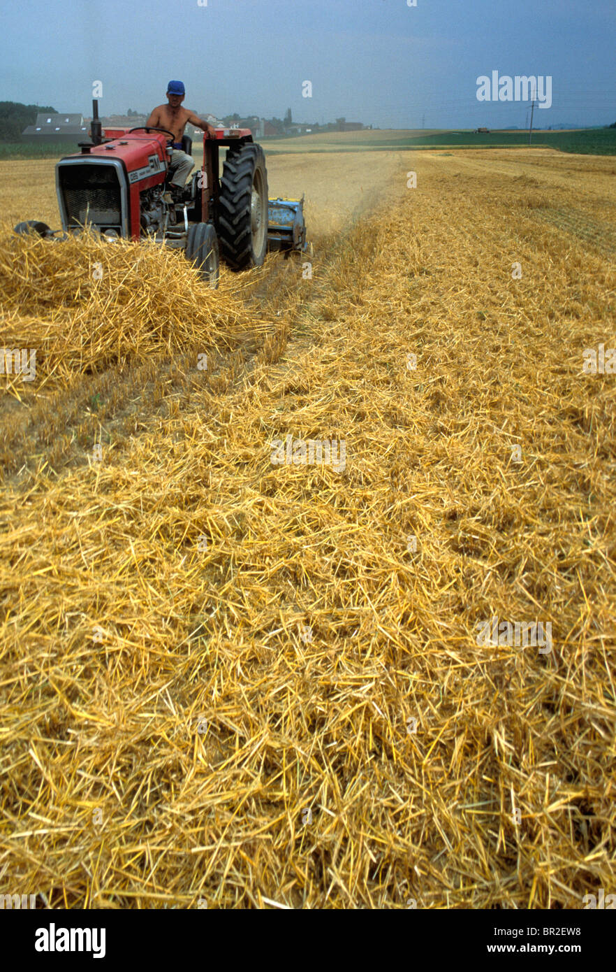 Summer harvest in Switzerland, a farmer on a tractor clearing wheat ...