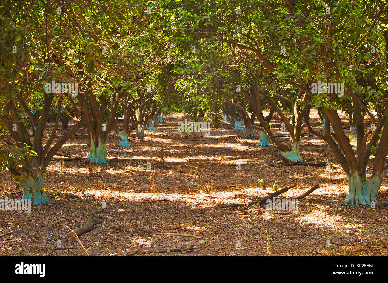Blue orchards hi-res stock photography and images - Alamy