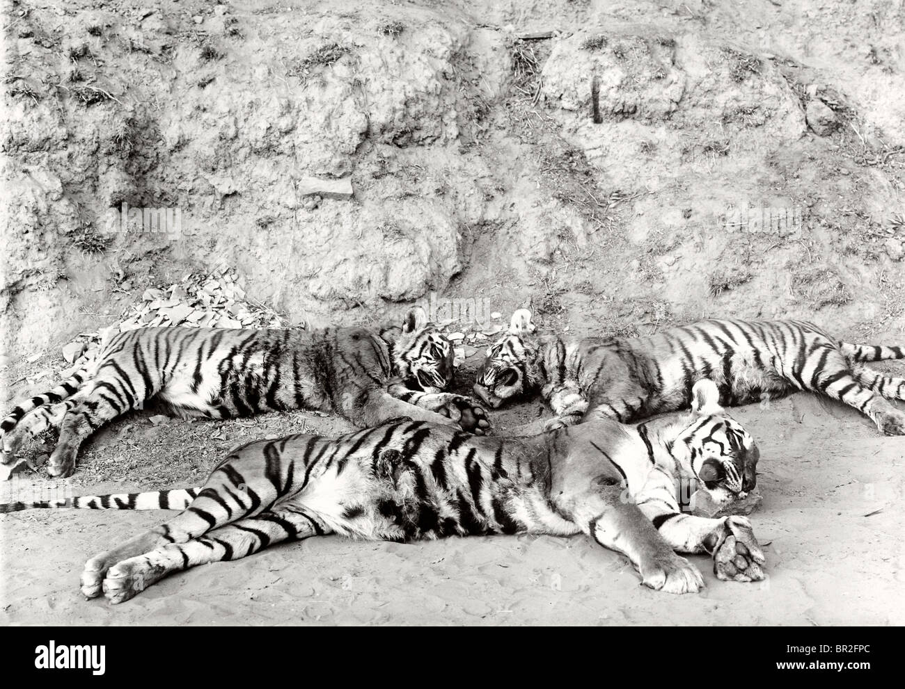 Tiger shoot british raj royal hi-res stock photography and images - Alamy