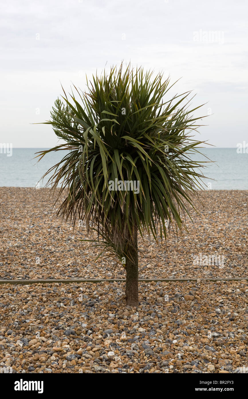 Lone tree at beach hi-res stock photography and images - Alamy