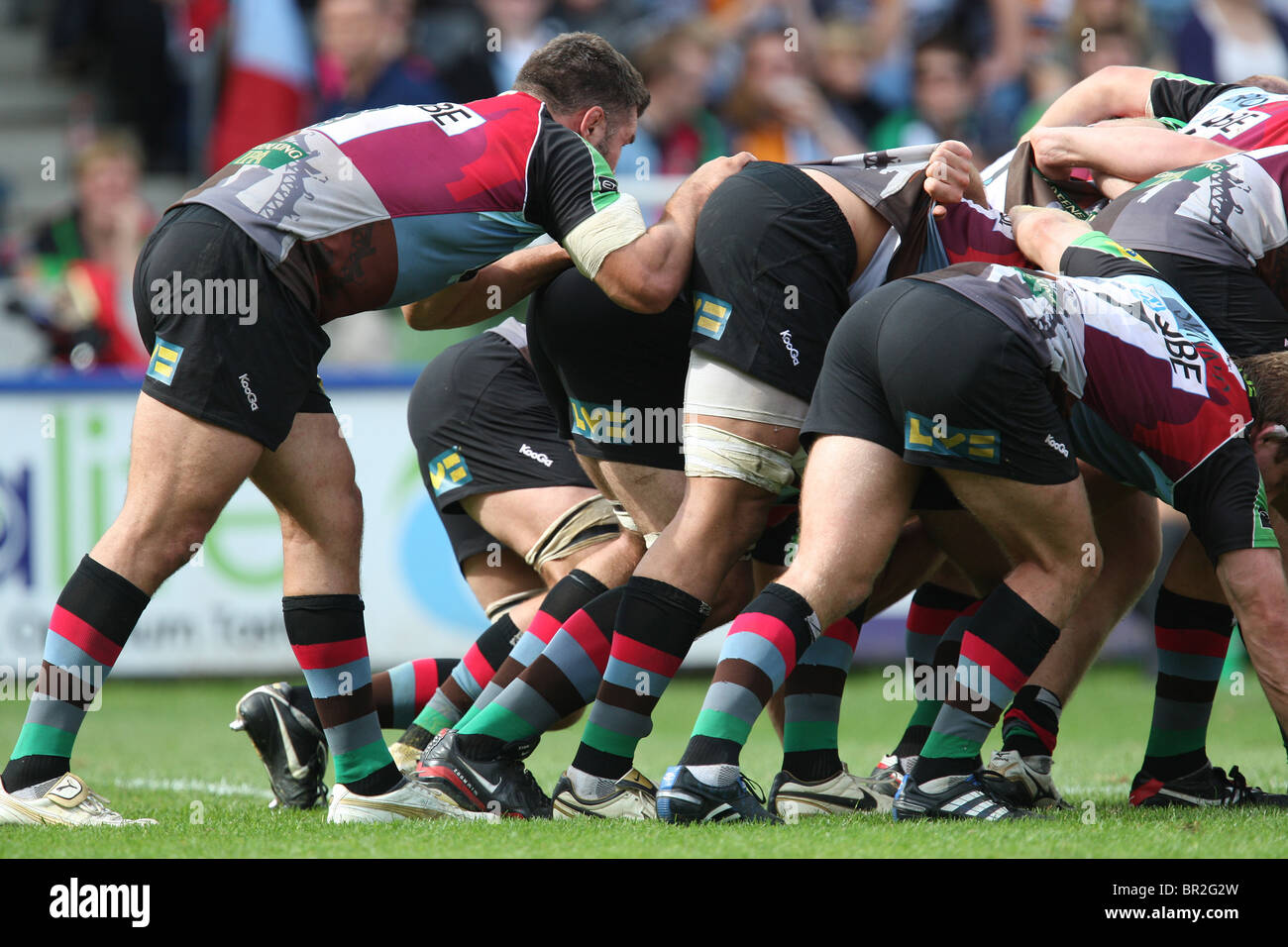 Rugby harlequins hi-res stock photography and images - Alamy