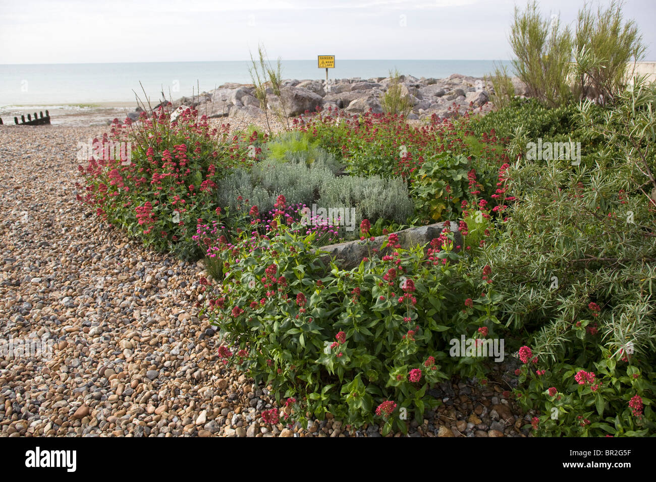 Beach Flora Shoreham Sussex England UK Stock Photo - Alamy