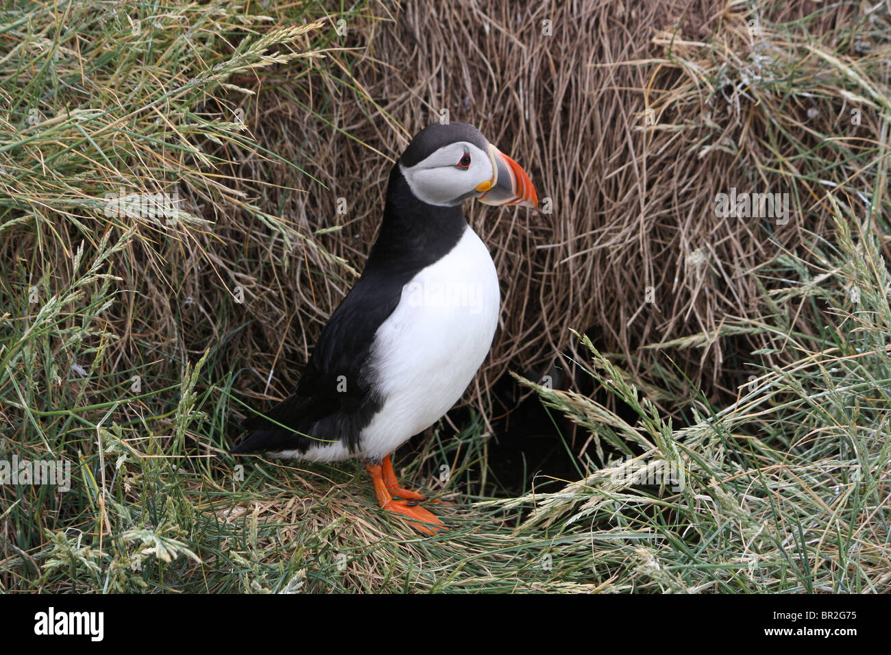 Atlantic puffin burrow hi-res stock photography and images - Alamy