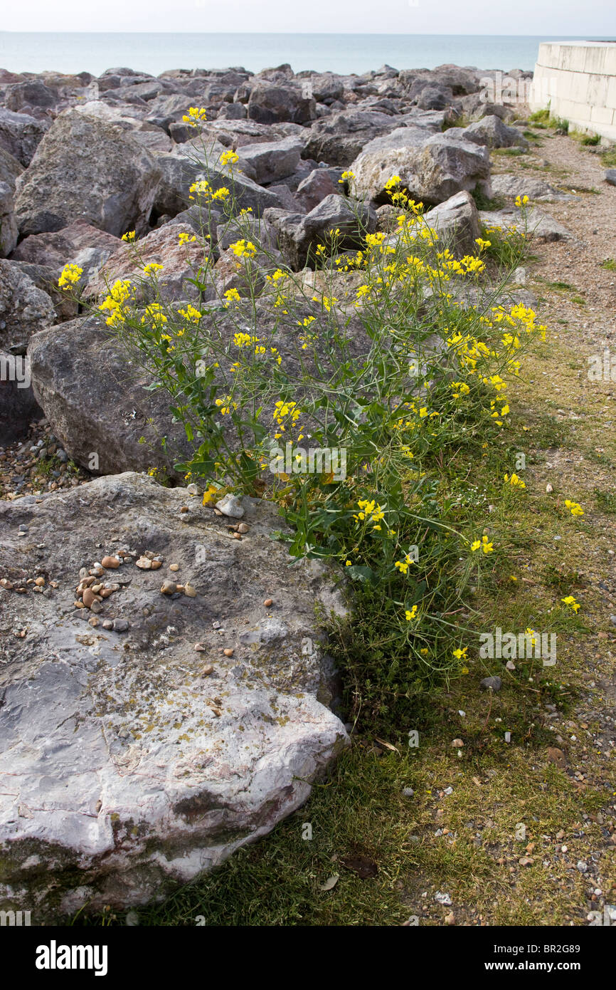 Sussex flora hi-res stock photography and images - Alamy