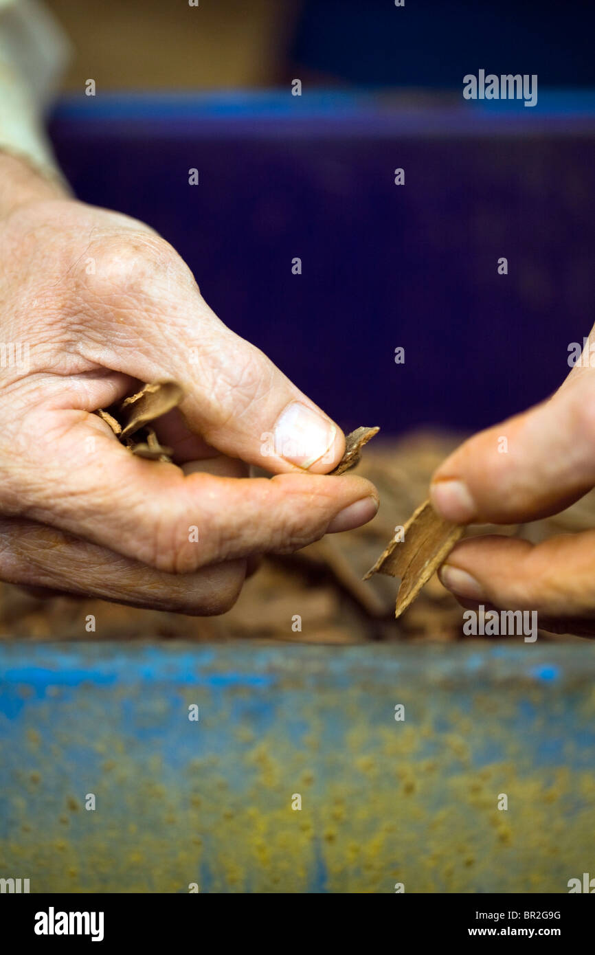 Details of a man peeling cinnamon (spice) on a stall in the Mahane ...
