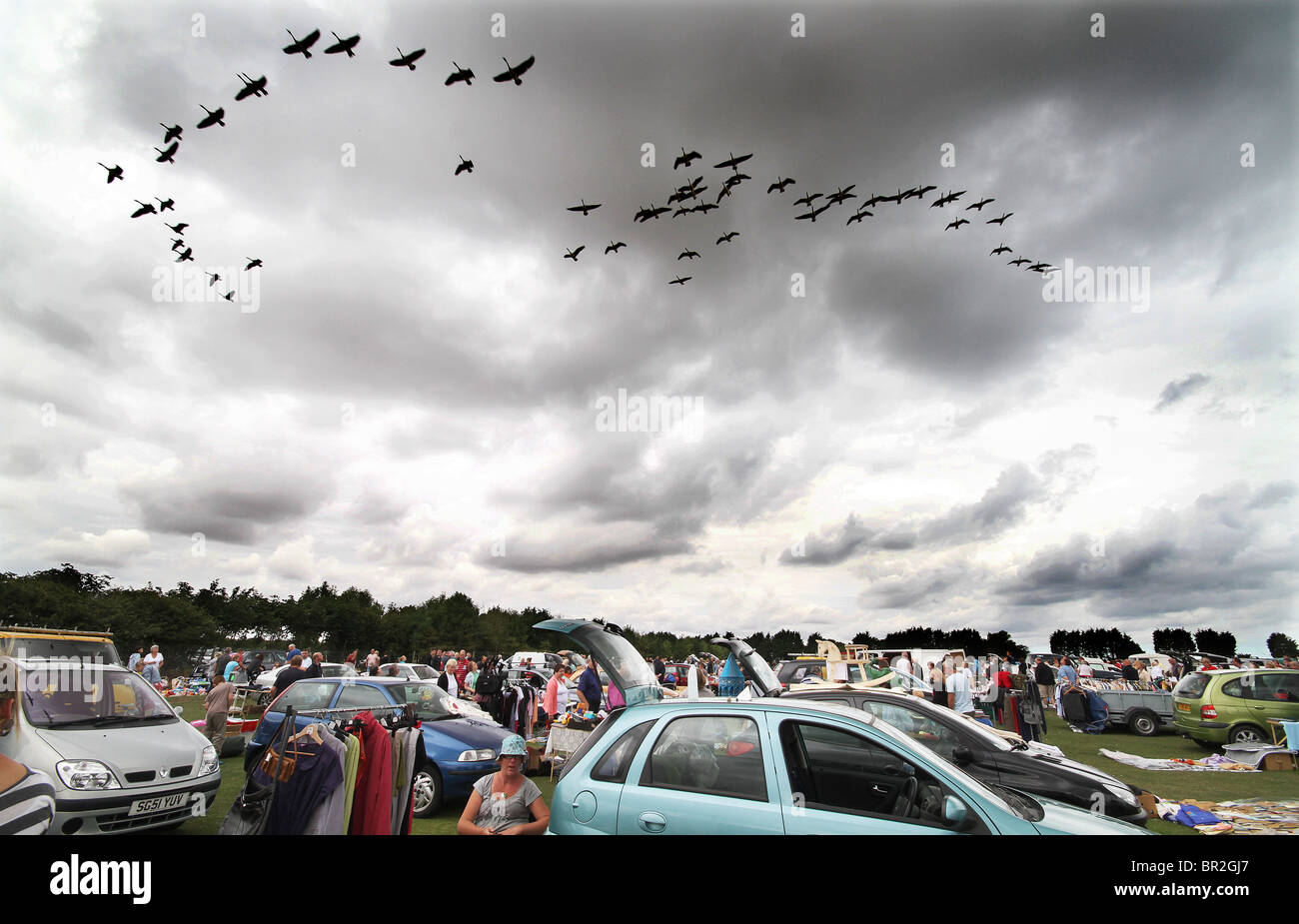 Flying flock of Geese over car boot sale Stock Photo - Alamy