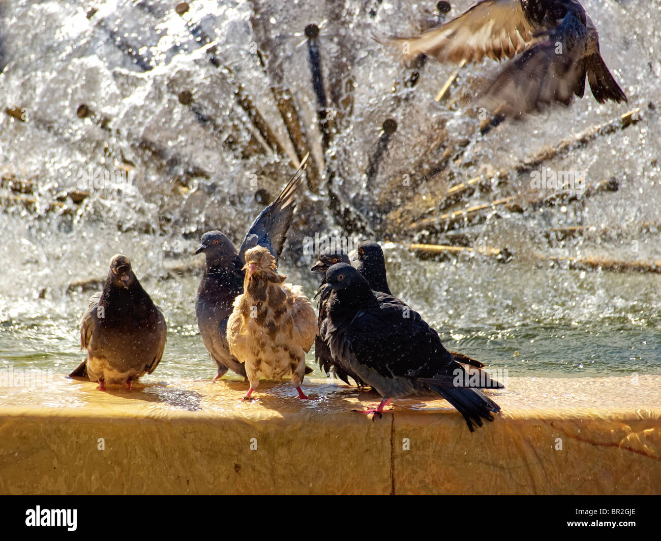 Head of pigeons surrounded by his followers during swimming in a public ...