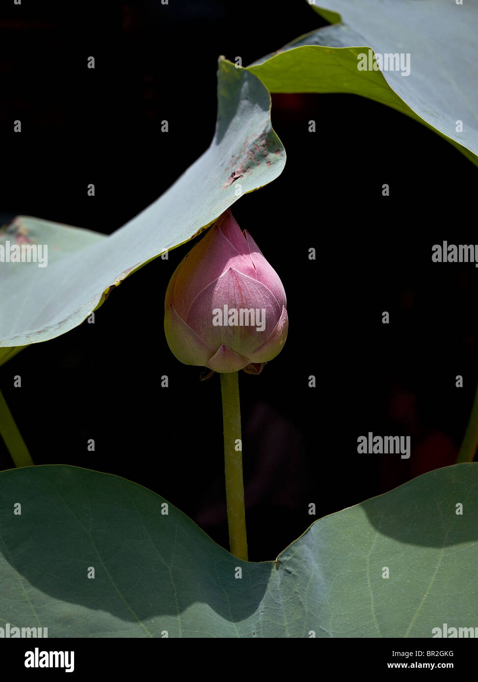 Single Lotus Flower High Resolution Stock Photography and Images - Alamy