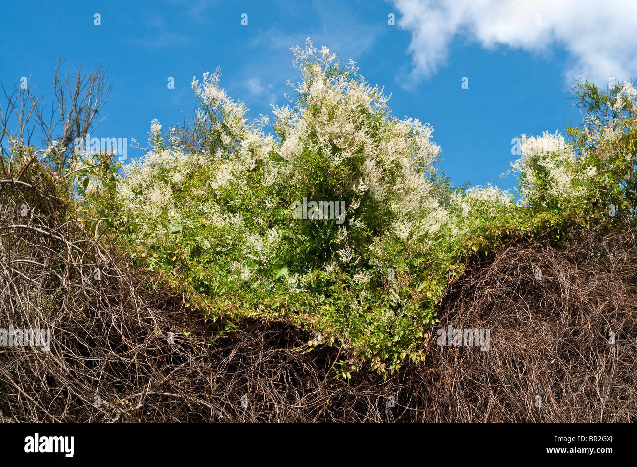 Russian vine / Fallopia baldschuanica climbing over top of dead ...
