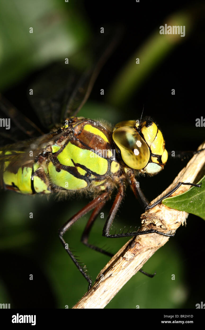 Female Common Hawker Dragonfly Stock Photo - Alamy
