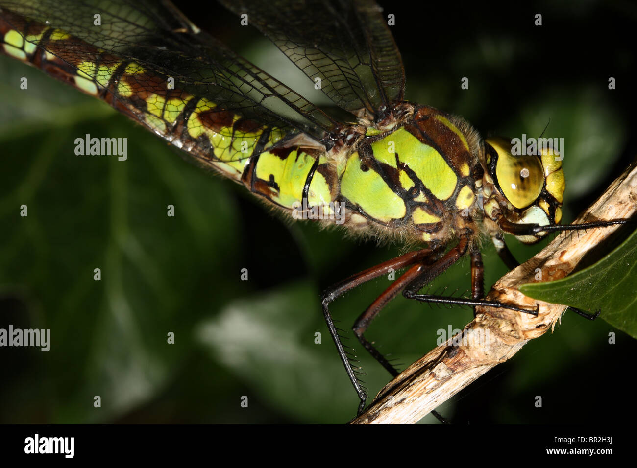 Female Common Hawker Dragonfly Stock Photo - Alamy