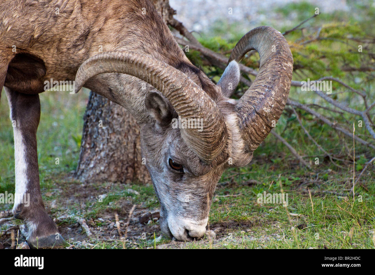 Big horn goat hi-res stock photography and images - Alamy