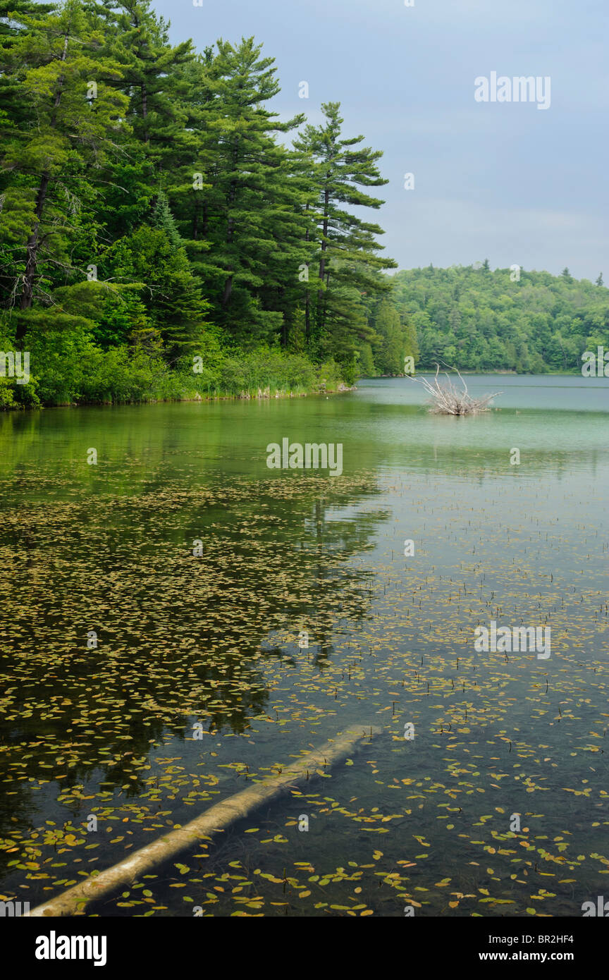 Hiking Trail around Pink Lake in Gatineau Park, Gatineau Quebec Canada ...