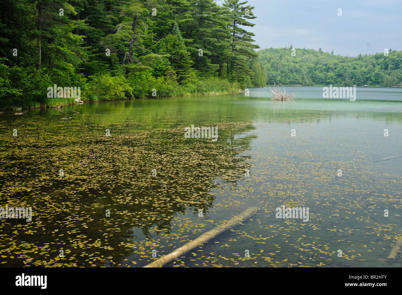 Hiking Trail around Pink Lake in Gatineau Park, Gatineau Quebec Canada ...