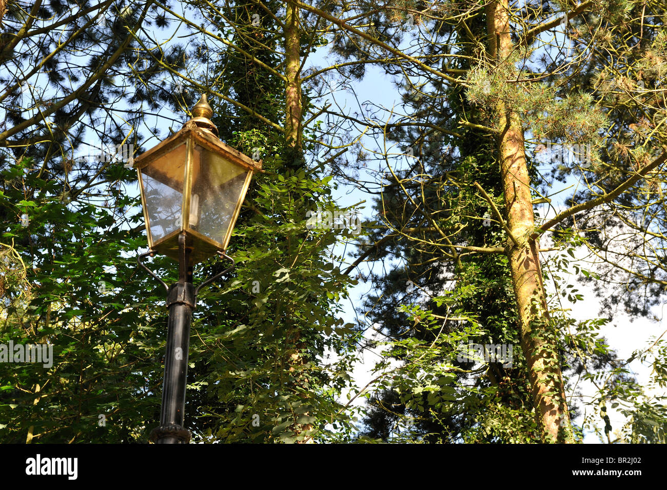 Street light and trees Stock Photo - Alamy