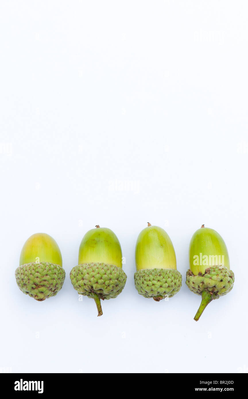 Acorns on a white background Stock Photo - Alamy