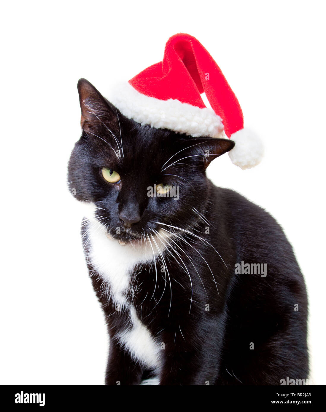 Miserable christmas cat hi-res stock photography and images - Alamy