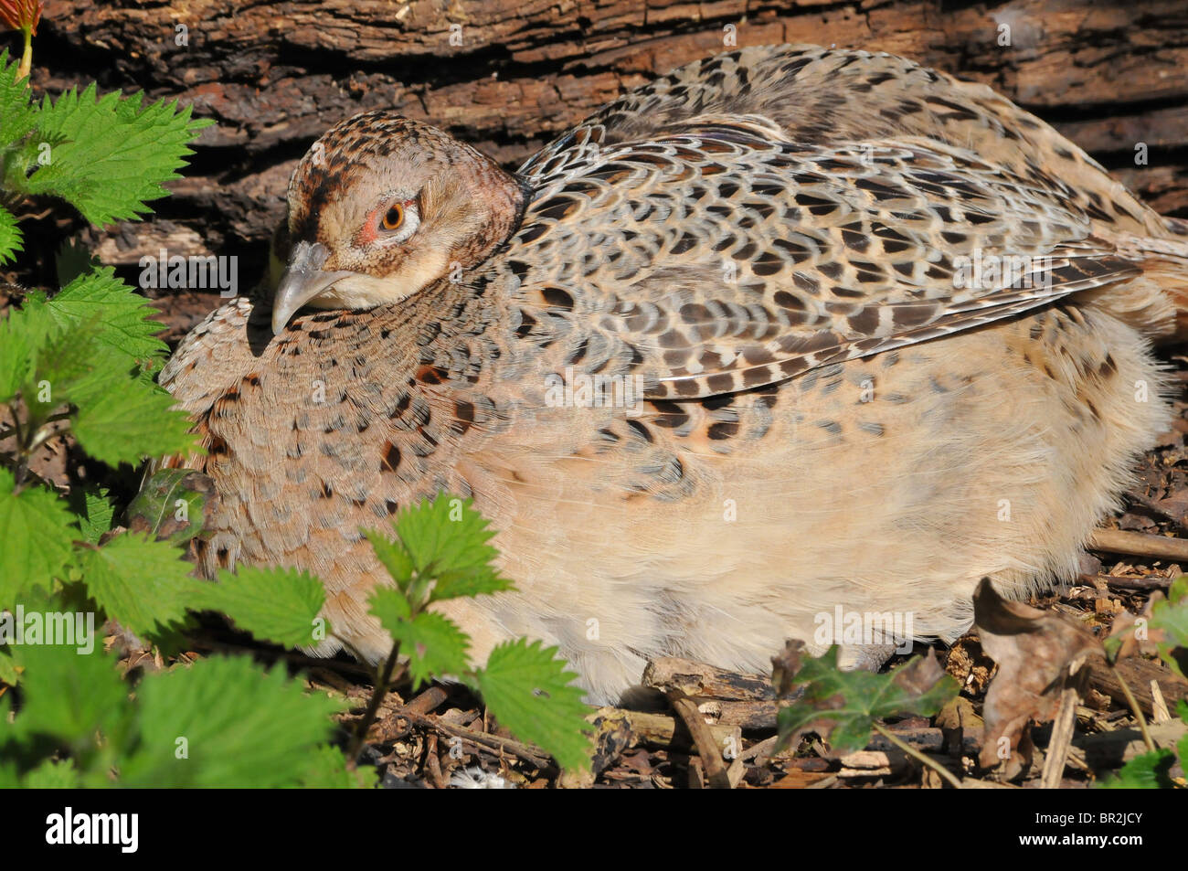 Pheasant nest hi-res stock photography and images - Alamy