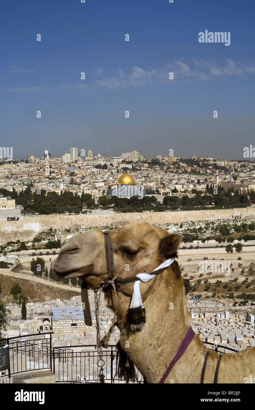 A camel used by tourists in front of a view of the Old City as seen ...