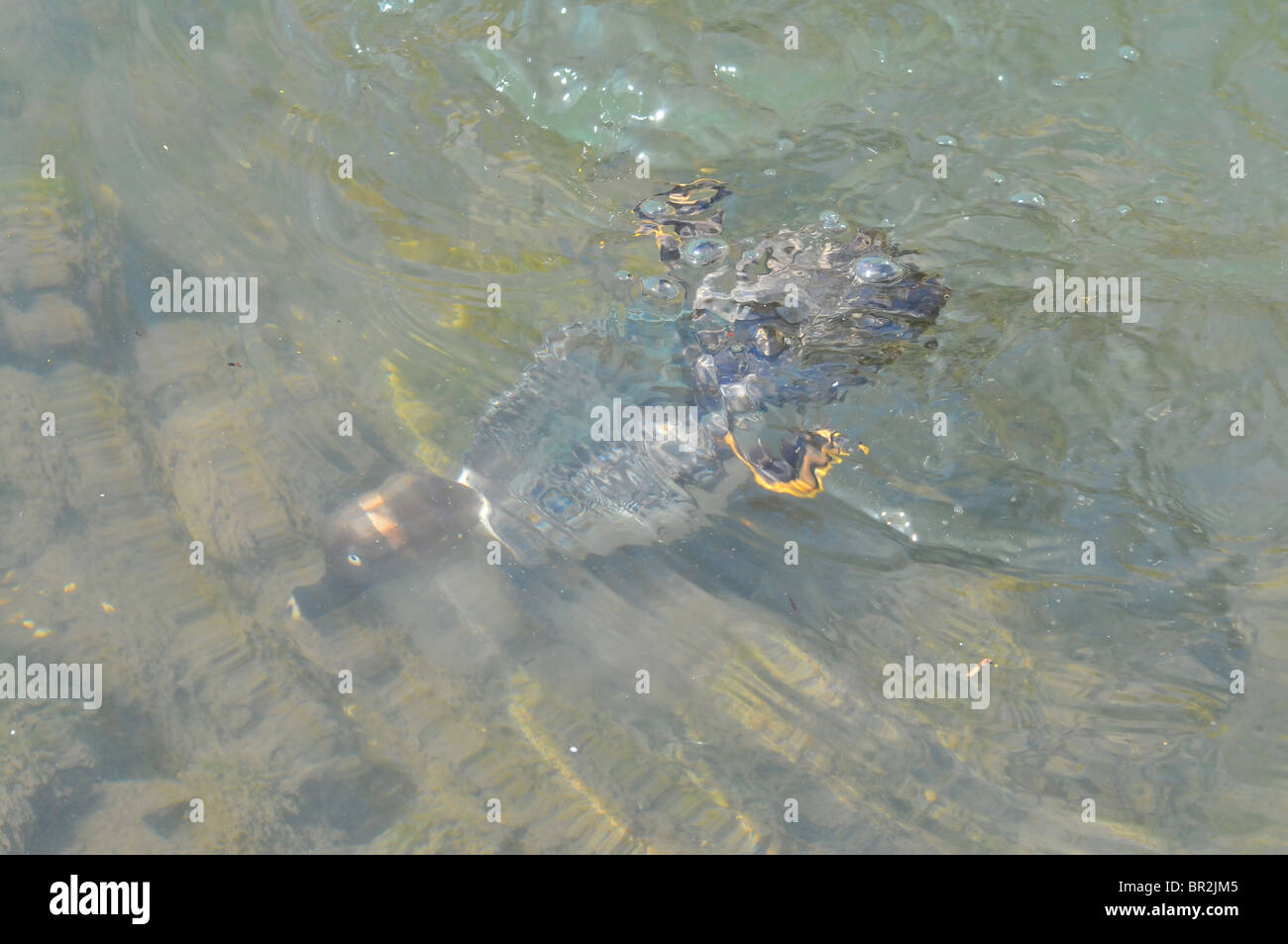 Duck Swimming Underwater Stock Photos & Duck Swimming Underwater Stock ...