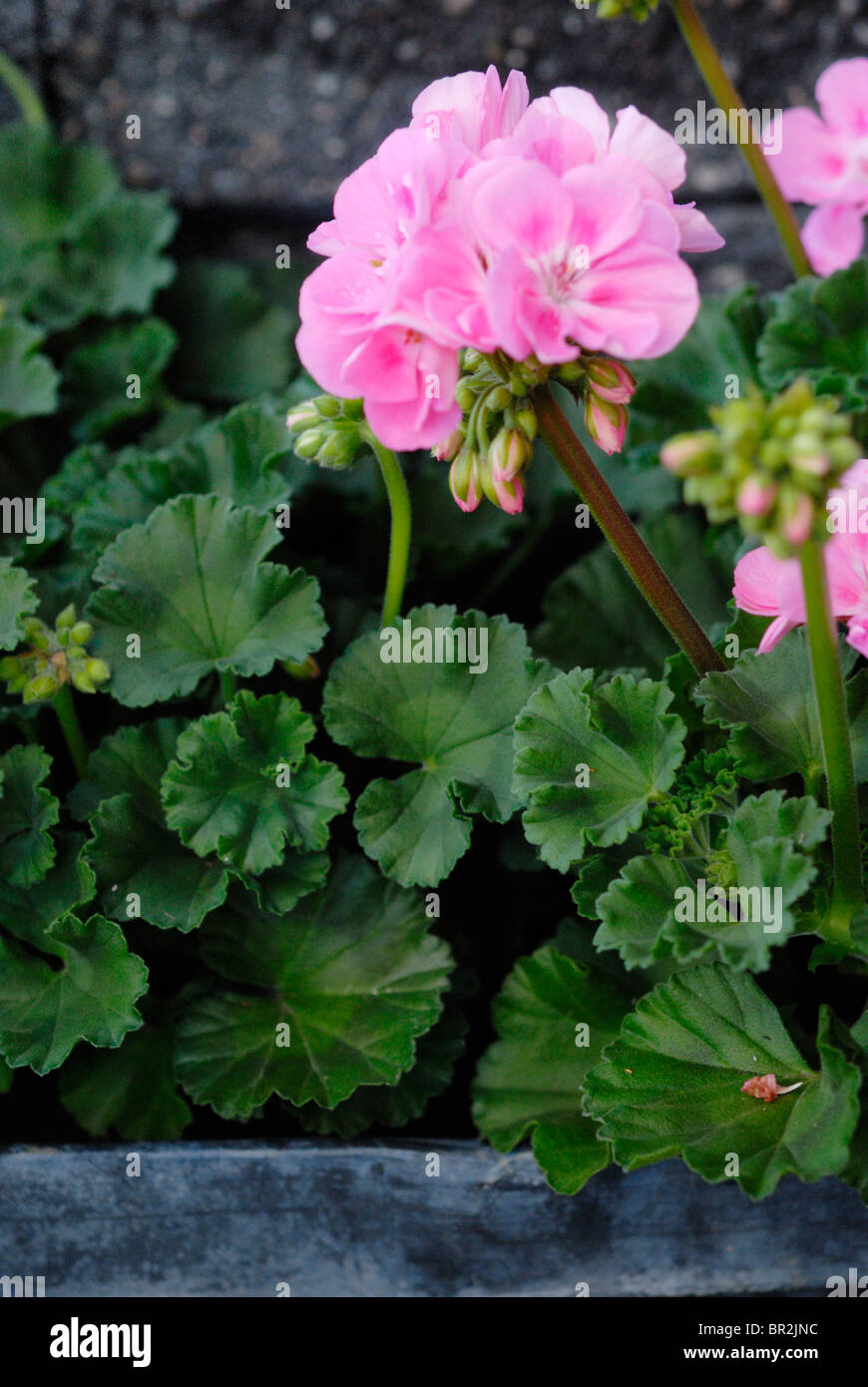 Pelargoni hi-res stock photography and images - Alamy