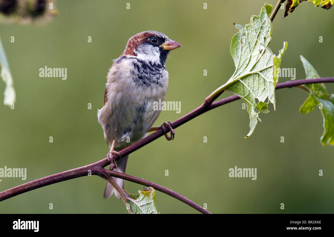 house sparrow(passer domesticus Stock Photo - Alamy
