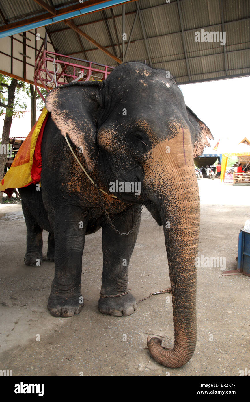 Thai elephant at Ayothaya floating market , Ayutthaya , Thailand Stock ...