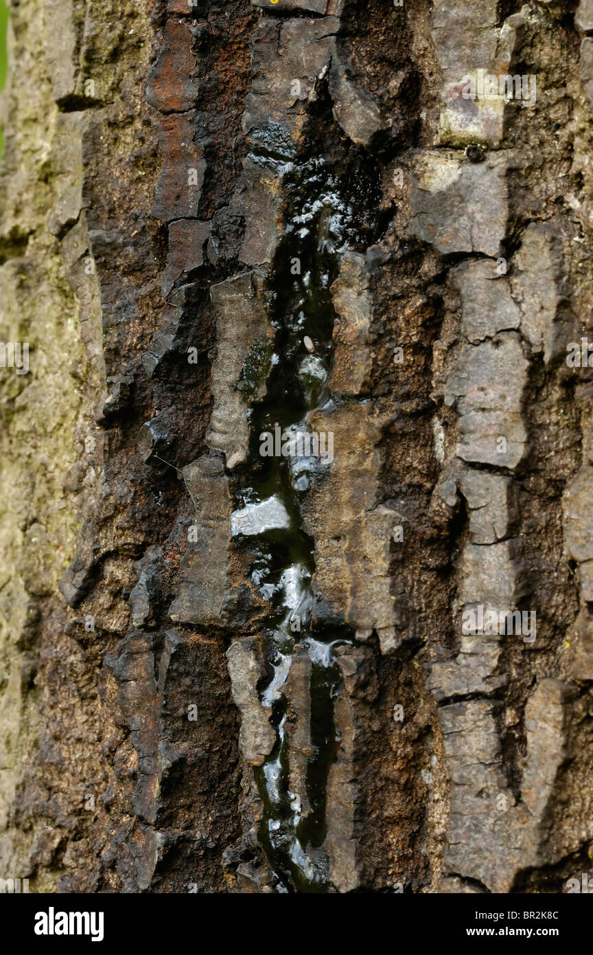Trunk of Oak Tree with Acute Oak Decline Disease Stock Photo - Alamy