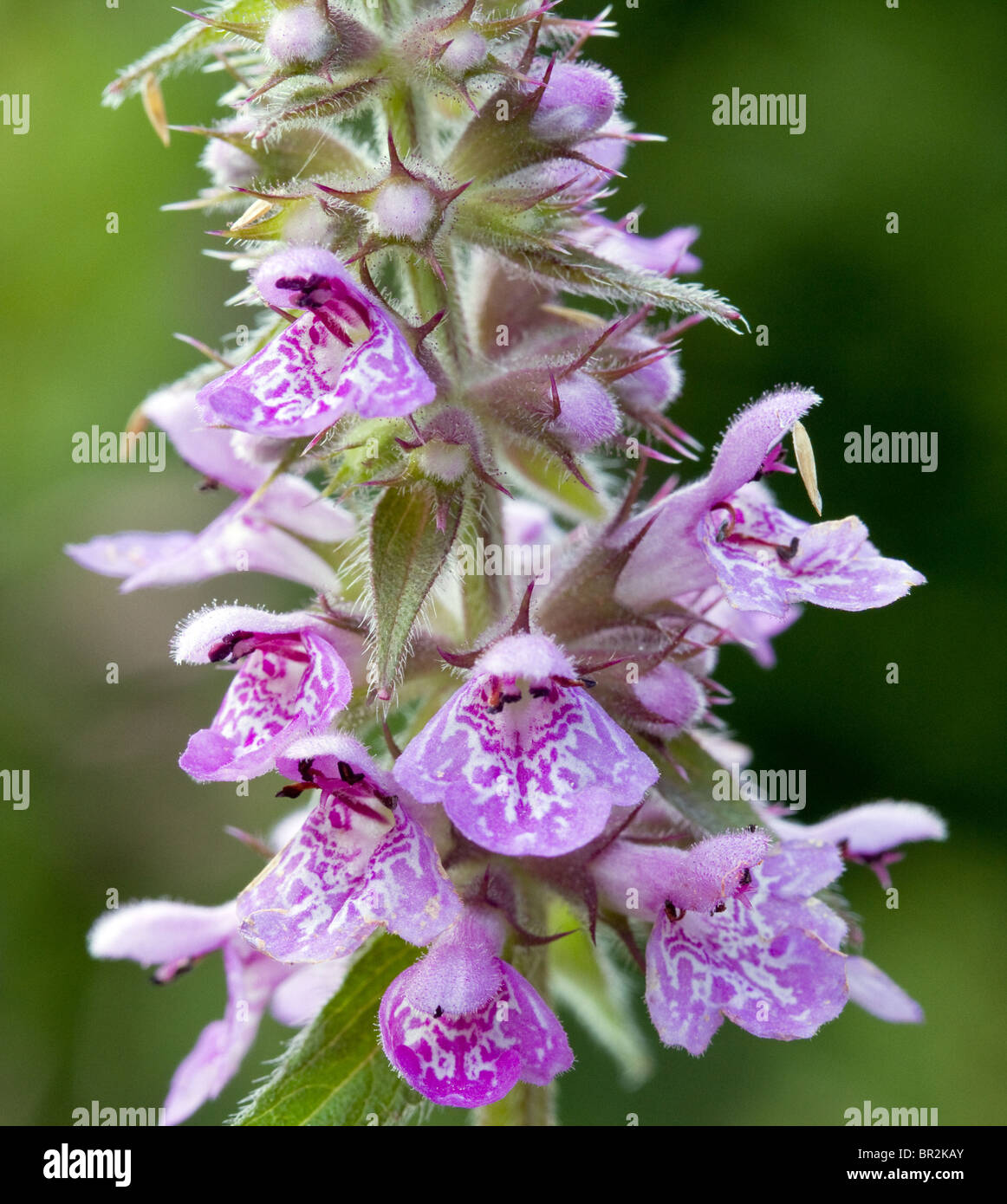 Stachys palustris hi-res stock photography and images - Alamy