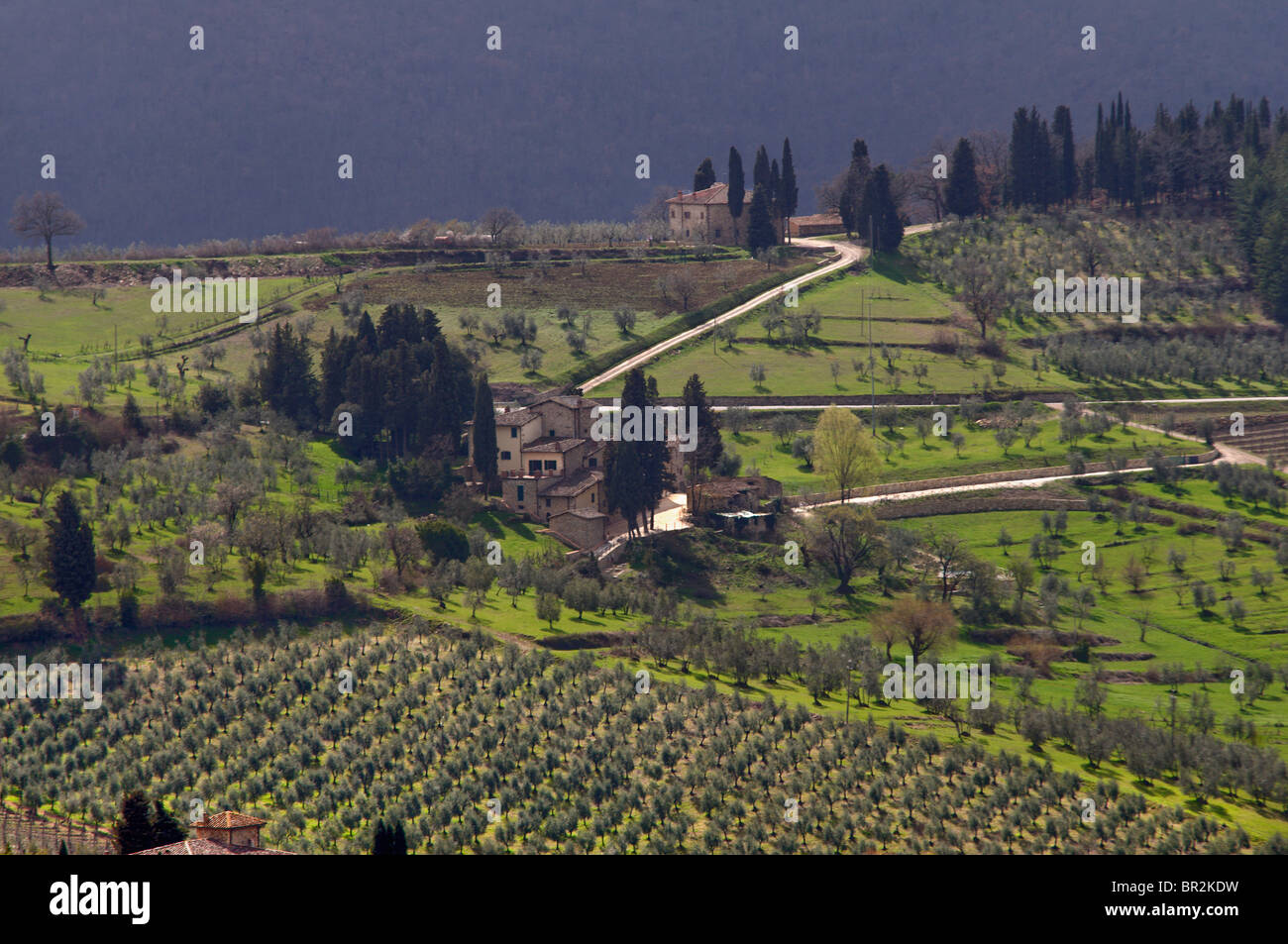 Typical Tuscany landscape with farmhouse olive grove vineyard and ...