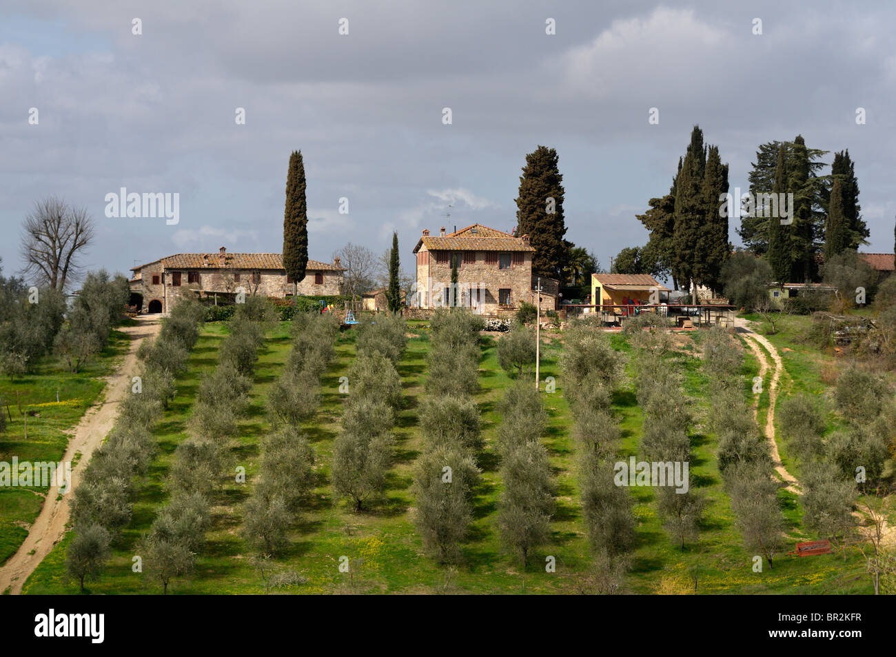Typical Tuscany landscape with farmhouse olive grove vineyard and ...