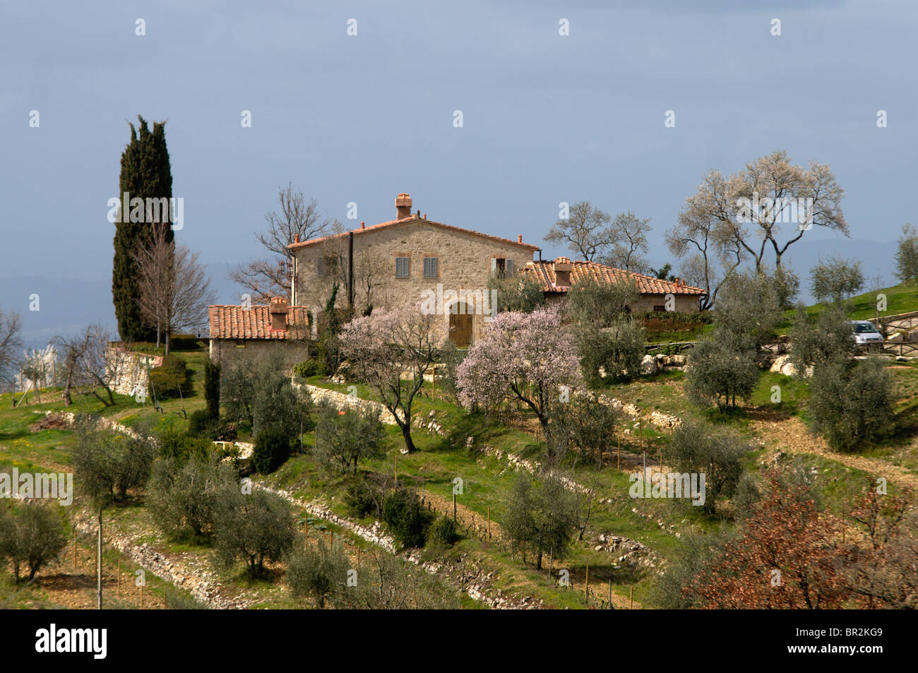 Typical Tuscany landscape with farmhouse olive grove vineyard and ...