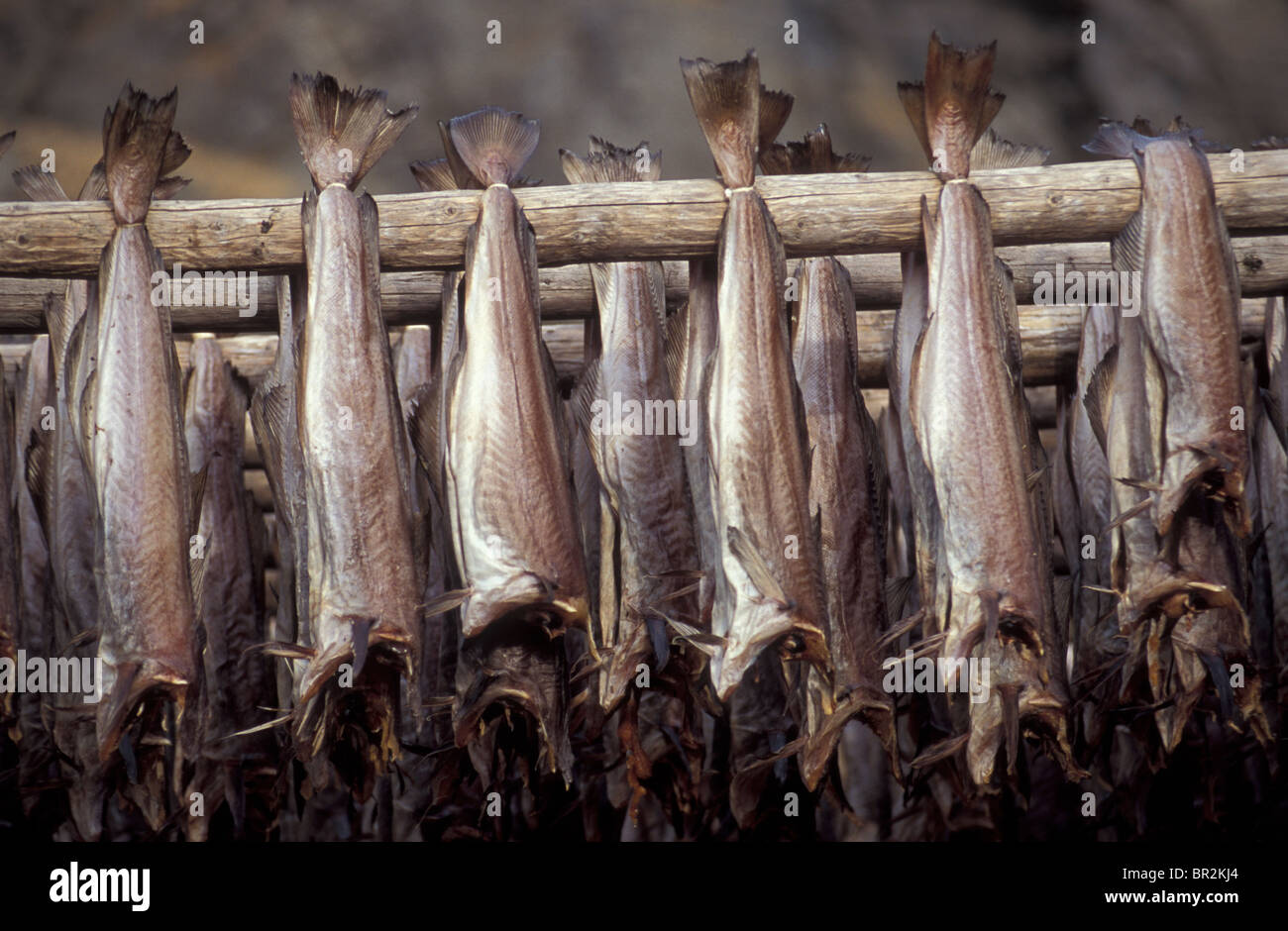 Drying Cod, Lofoten Islands, Norway Stock Photo - Alamy