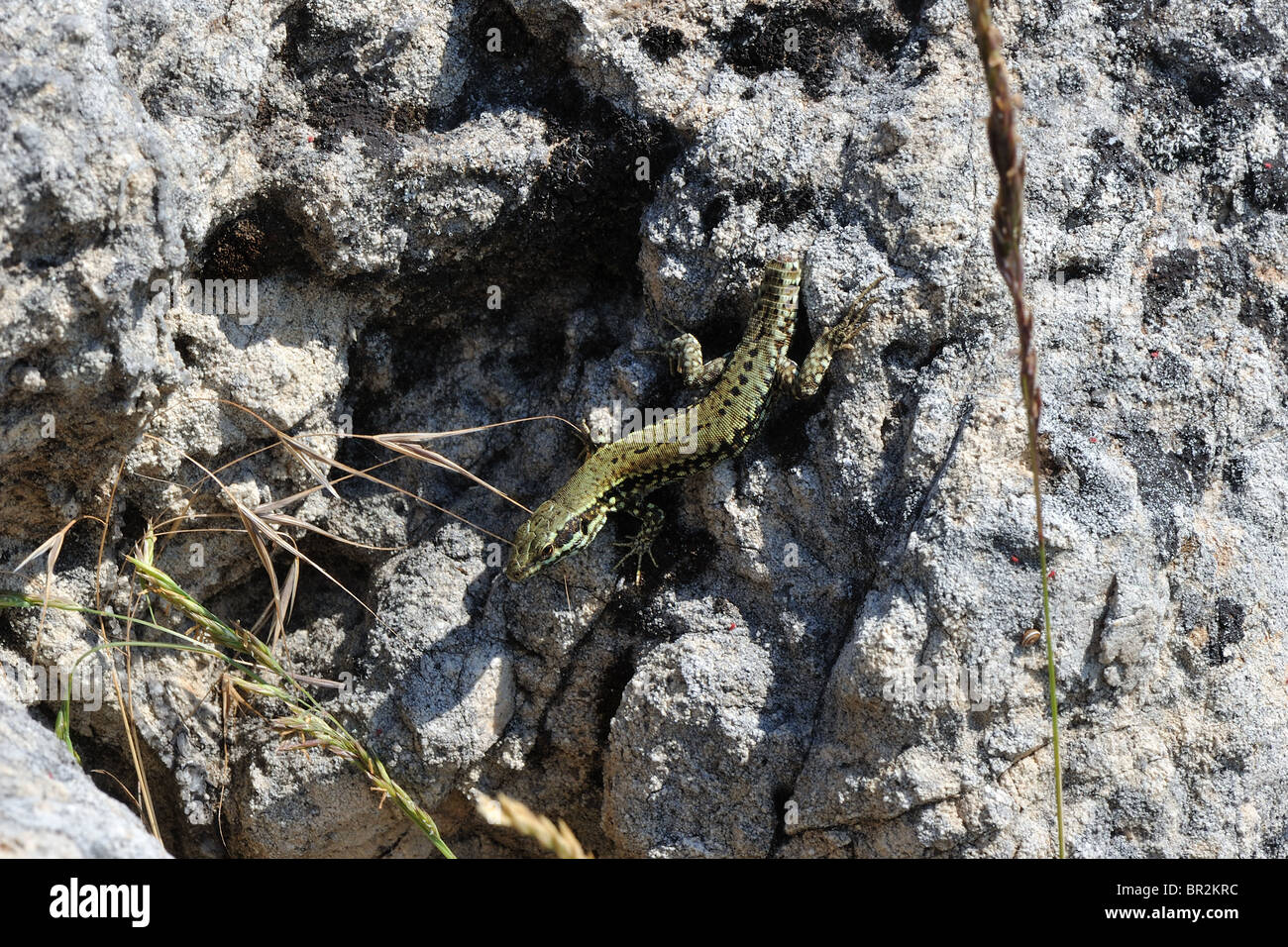 Common wall lizard - European wall lizard (Podarcis muralis) - Cevennes ...