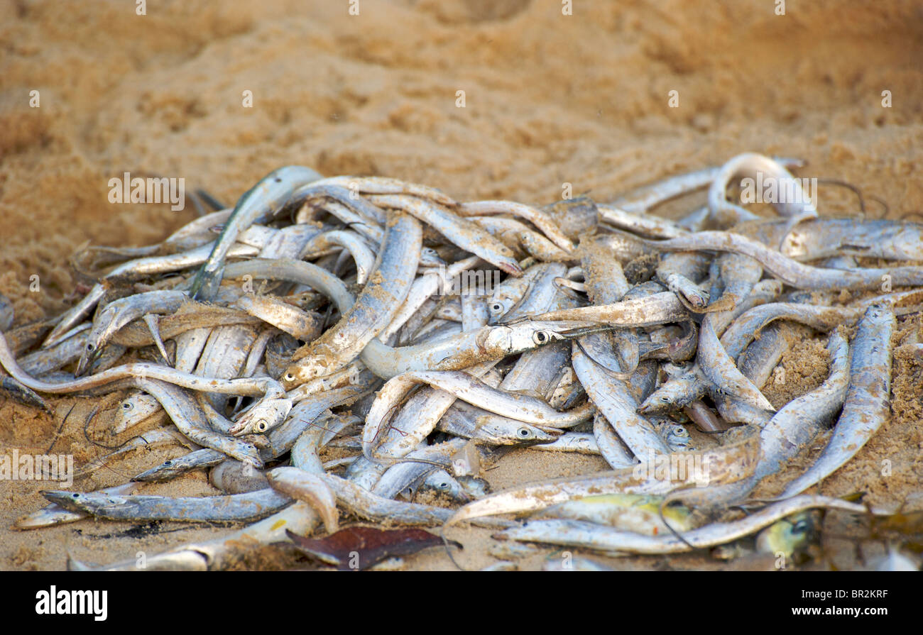 Fish market goa india hi-res stock photography and images - Alamy