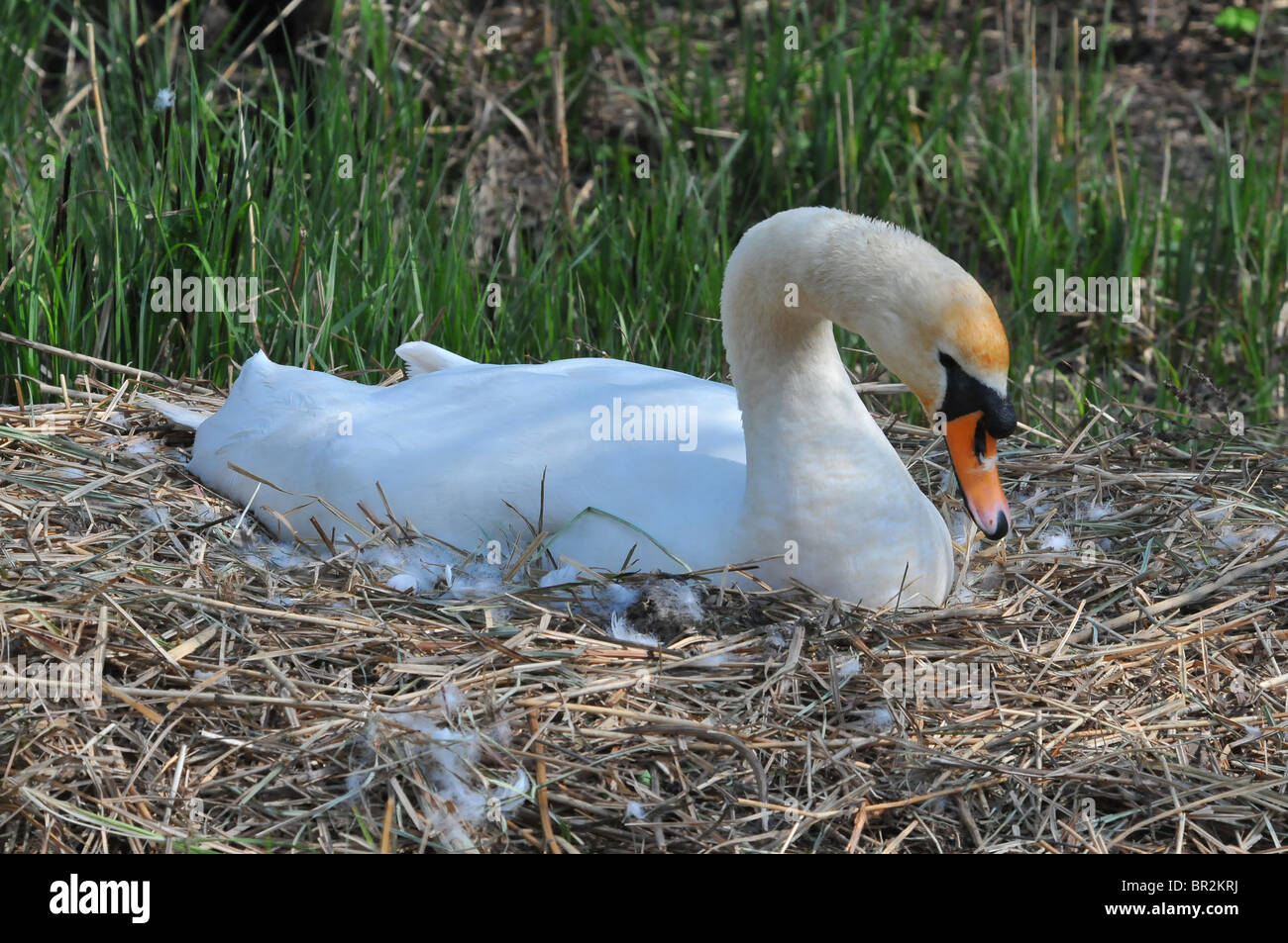 Mute swan on nest Stock Photo - Alamy
