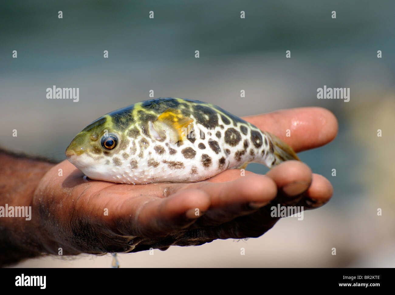 Fish in hand. Cochin, Kerala, India Stock Photo - Alamy